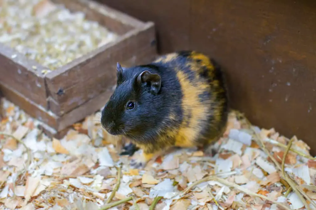Hoe Vaak Moet Je Een Cavia Kooi Verschonen - En Hoe Dan? - Huisdieren ... Hoe Vaak Moet Je Een Cavia Kooi Verschonen - En Hoe Dan? - Huisdieren ...